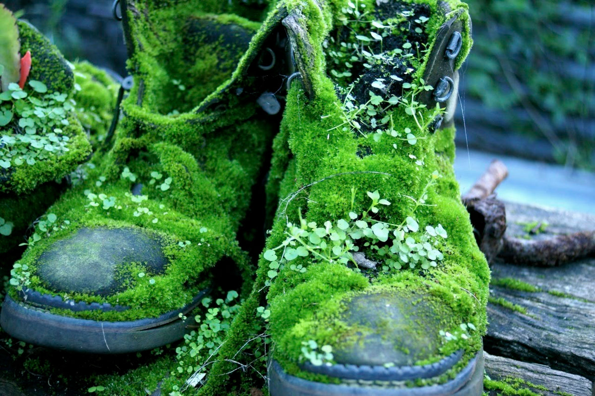 Rewilding Your Life – The Wild Human Initiative